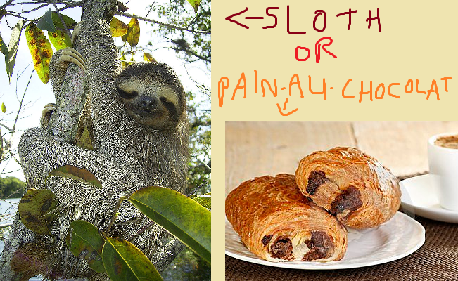 Can you spot the differences between sloths and pains au chocolat?